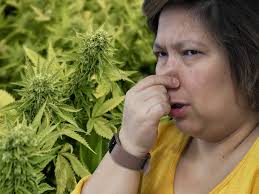 How to Hide Weed Smell: Proven Tips for Home, Clothes & Car – Wild Hemp