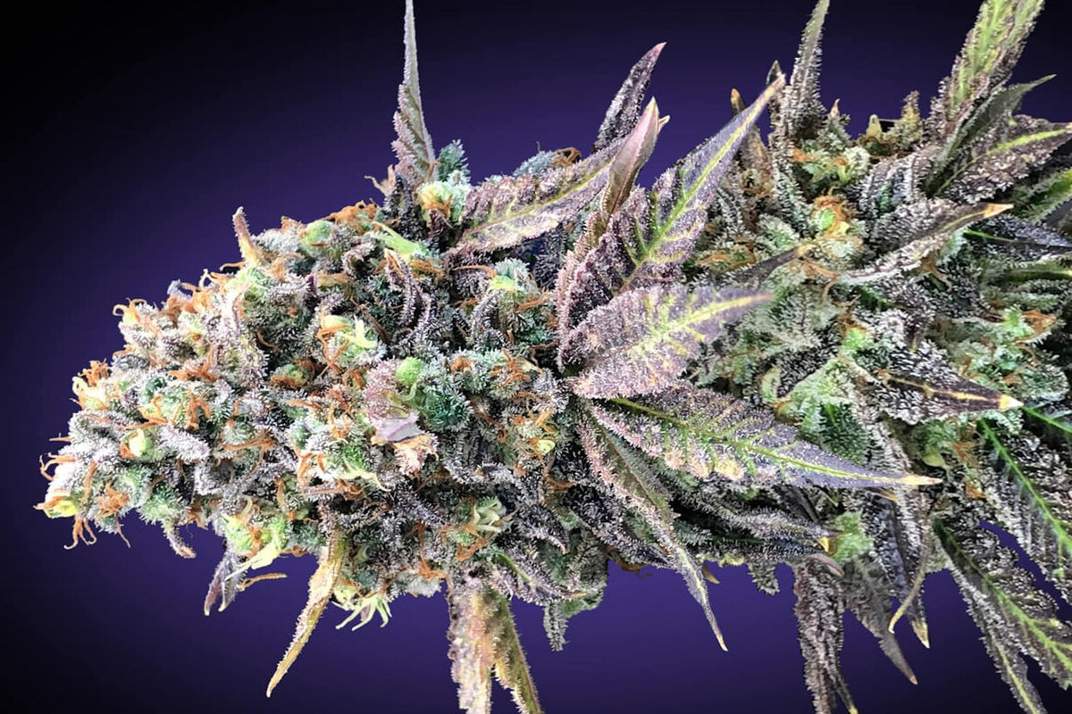 The Ultimate Purple Punch Strain Guide: Effects, Flavors, and More ...